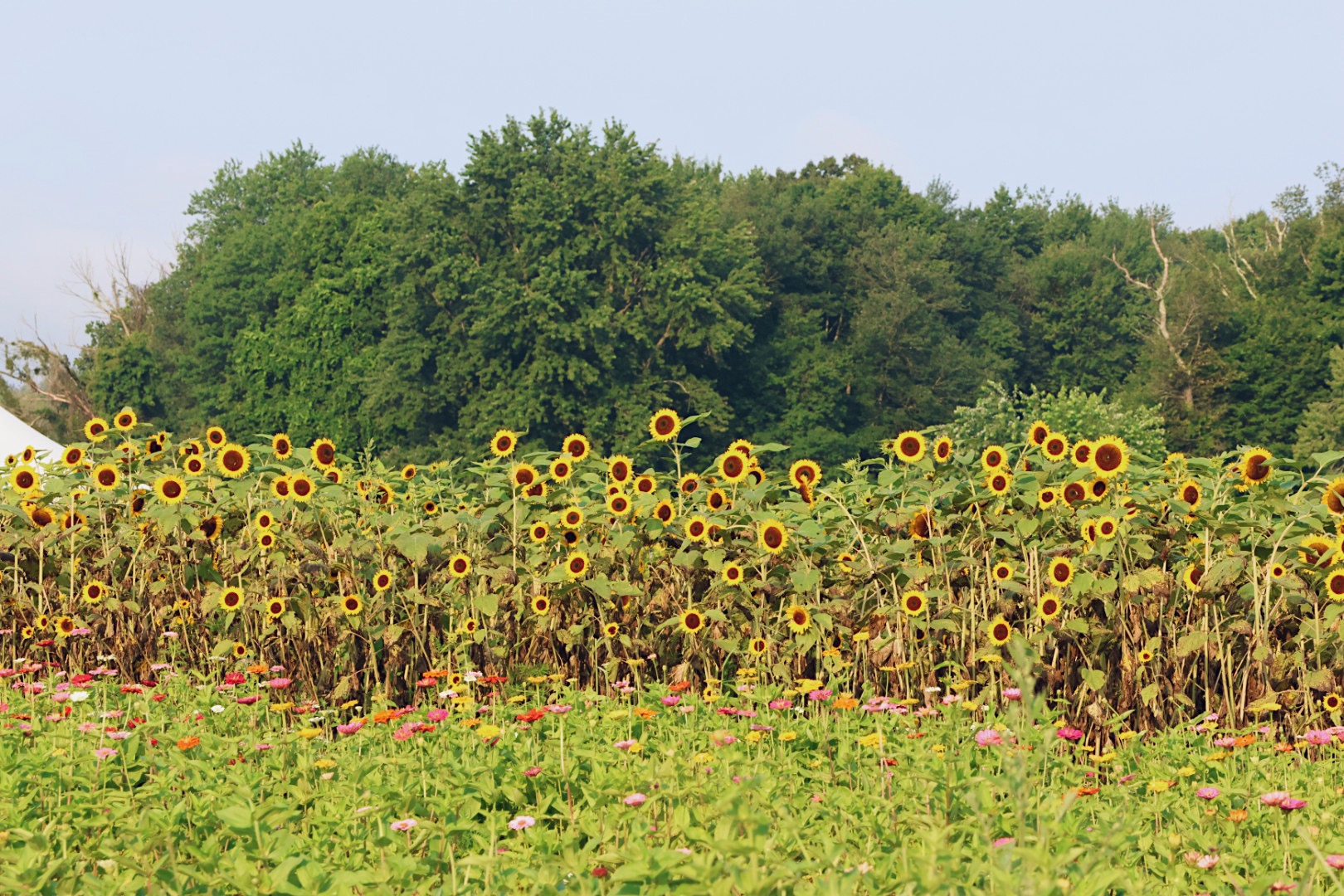 Rosedale Farms & Vineyards Online Store | Rosedale Farms & Vineyards ...